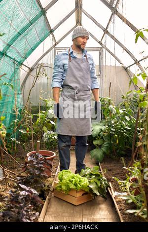 Young man farm worker, collects cherry tomatoes harvest in boxes in the ...