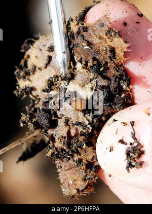 Erika Babbitt-Rogers of Wyoming Worm Wrangler holds red wiggler worms ...