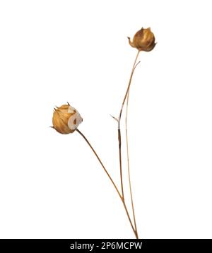 Beautiful dry flax plant isolated on white Stock Photo - Alamy