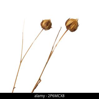Beautiful dry flax plant isolated on white Stock Photo - Alamy