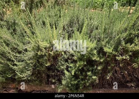 Green rosemary growing in field, closeup Stock Photo - Alamy