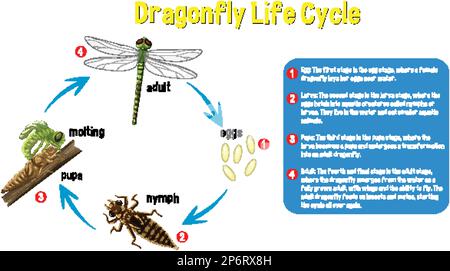 Dragonfly Life Cycle Infographic illustration Stock Vector Image & Art ...