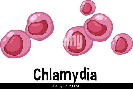 Chlamydia virus with text illustration Stock Vector Image & Art - Alamy
