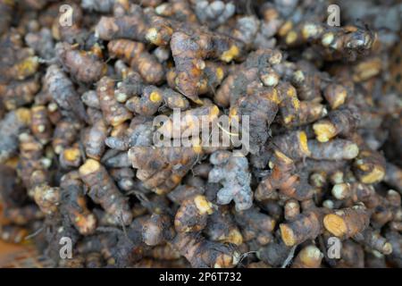 Turmeric (Curcuma longa) farming in Okinawa, Japan Stock Photo - Alamy