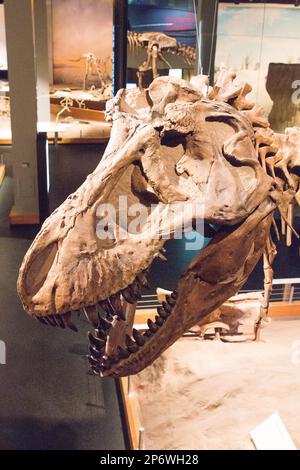 Tyrannosaurus, Royal Tyrrell Museum, Drumheller, Alta Canada Stock ...