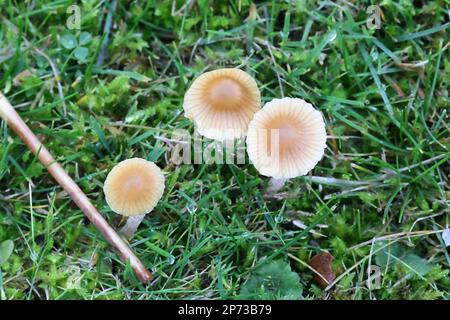 Galerina graminea, commonly known as turf bell, lawn mushroom from ...