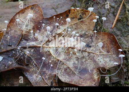 Mycena mucor, a bonnet mushroom growing on oak leaves, wild mushroom ...