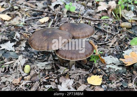Pluteus rangifer, previously Pluteus cervinus coll., a shield mushroom ...