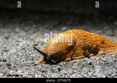 Brown spanish slug hurrying over asphalt Stock Photo - Alamy
