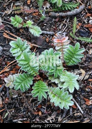 Silverweed, Argentina anserina, also called Potentilla anserina, basal ...