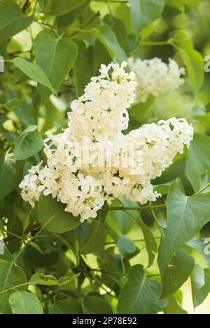 Syringa vulgaris 'Primrose' creamy-yellow flowering lilac shrub Stock ...