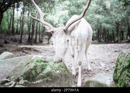 A white (leucistic) colored buck of fallow deer Stock Photo - Alamy