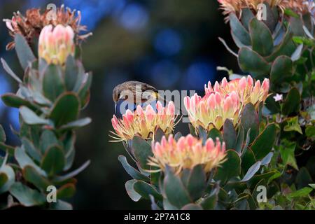 Protea aristata (Protea aristata), cape sugarbird (Promerops cafer ...