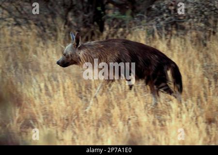 Brown hyena (Parahyaena brunnea), brown hyena, beach wolf, adult ...