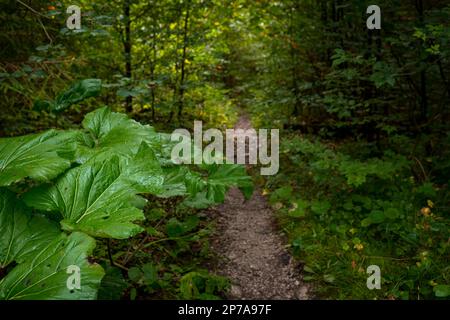 The trail through the beautiful canyon of the Slowacki Raj National ...