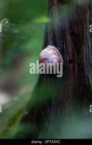 A closeup shot of a snail on trunk Stock Photo - Alamy