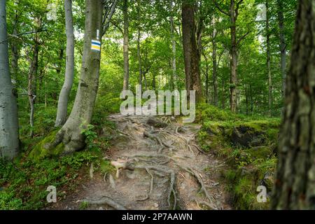 Trail marking painted on a tree Stock Photo - Alamy