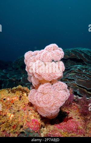 Thistle Tree Coral (Dendronephthya), Sodwana Bay National Park Dive ...