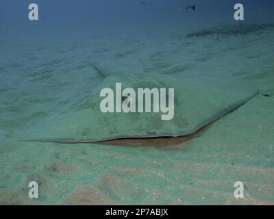 Dragon stingray (Trygon jenkinsii) (Himantura jenkinsi), stingray. Dive ...