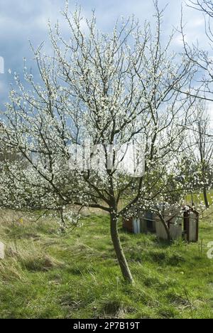 white damson blossom spring flowering Stock Photo - Alamy