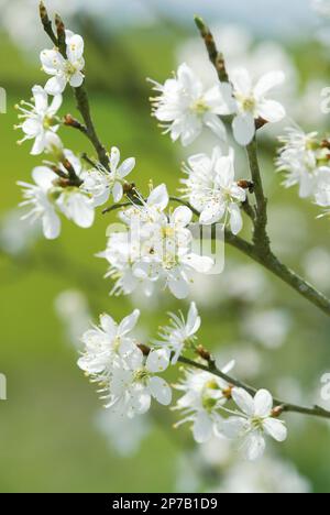 White damson tree blossom flowers, Prunus domestica insititia, blooming ...