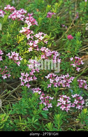Garland Flower (Daphne cneorum), flowering bush Stock Photo - Alamy