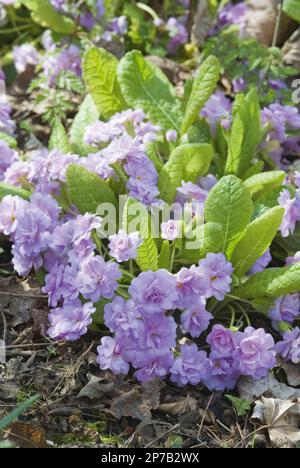 pink purple double primrose primula Stock Photo - Alamy