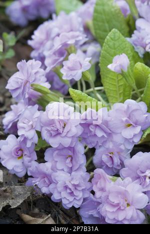 pink purple double primrose primula Stock Photo - Alamy