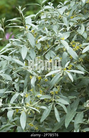 Elaeagnus 'Quicksilver' silvery green bush with tiny yellow flowers ...