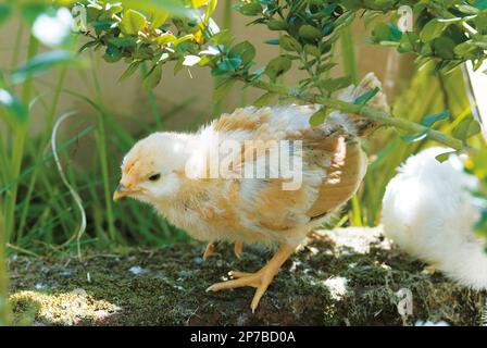 A young yellow nankin bantam chick exploring Stock Photo - Alamy