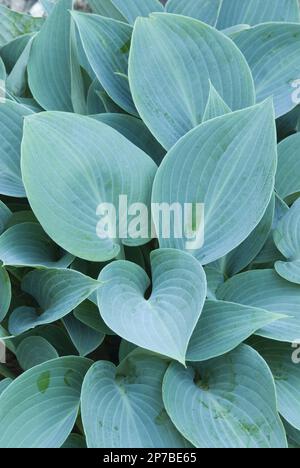 Hosta leaves (Hosta 'Halcyon' Stock Photo - Alamy