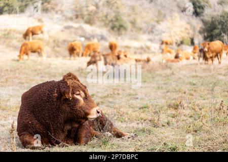 Limousin (French: Limousine) bull resting with the cow and calves herd ...