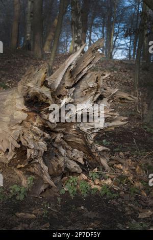 A construction site with trees uprooted roots, and a landscape that was ...