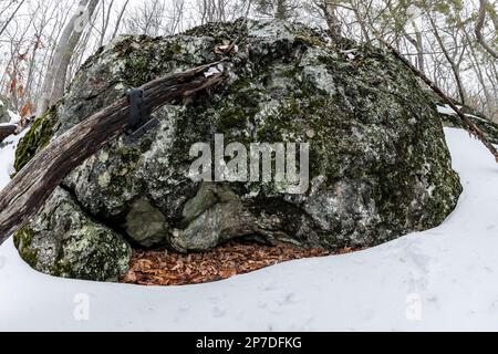 New York timber rattlesnake in winter Stock Photo - Alamy