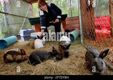 Rabbits on University of Victoria campus, Victoria, British Columbia ...