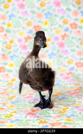 Baby duck on flowered backdrop Stock Photo - Alamy