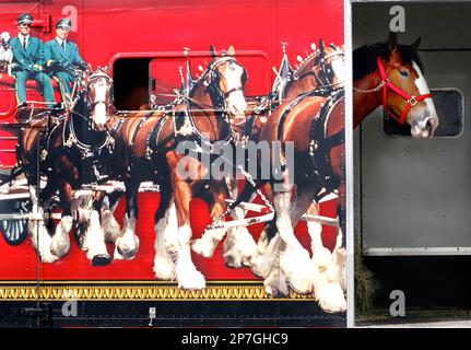 Budweiser Clydesdale horse in trailer Stock Photo - Alamy