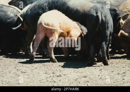 Swine husbandry. Ukrainian steppe pock-marked breed of pigs. Based on ...
