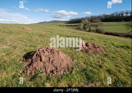 Earth mounds made by field moles and a trap in a pasture field ...