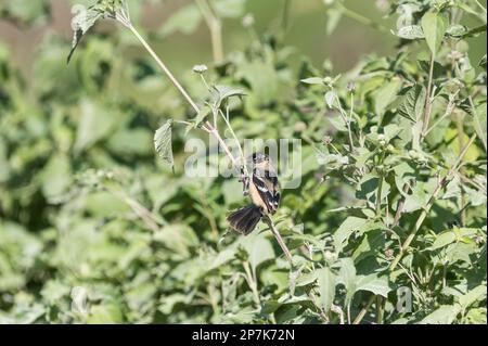 Foraging male White-Collared/ Cinnamon-rumped Seedeater (Sporophila ...