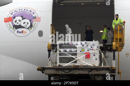 Worker unload a cage which carry panda Tai Shan in a FedEx plane, and ...
