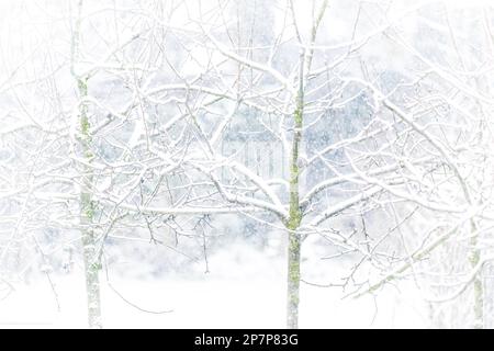 landscape photo of high tree with branches in the fog weather Stock ...