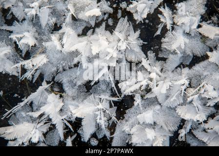 Unique & impressive frost flowers that formed on the first layer of ice ...