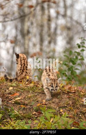 Cougar Kittens (Puma concolor) Sit Together Atop Log Looking Left ...