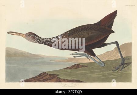 Scolopaceus Courlan by Robert Havell after John James Audubon, 1837 ...