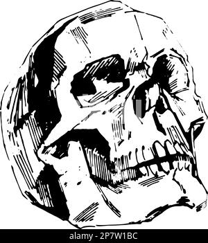 Hand-painted Human skull vector illustration at ink style Stock Vector ...