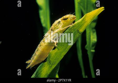 Larva di libellula (Anax imperator). Lago di Baratz, Sardegna, Italia ...