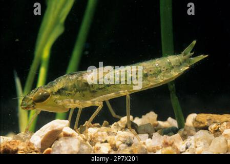 Dragonfly larva (Anax imperator). Lake Baratz, Sardinia, Italy Stock ...