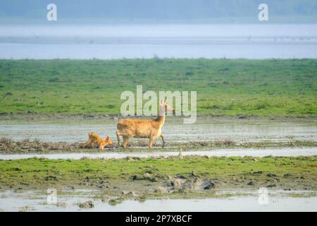 Female Swamp Deer with her baby, calf wading through swamp and mud at ...