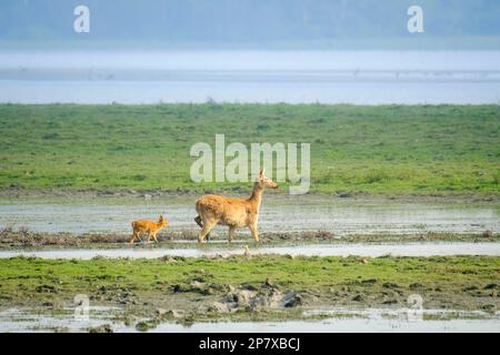 Female Swamp Deer with her baby, calf wading through swamp and mud at ...